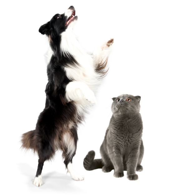 Best Mobile Vet in Maryland | Ambulatory Veterinary Surgery