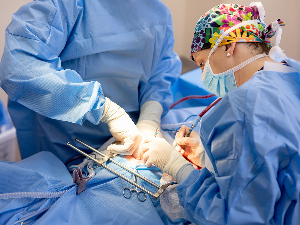 Pet Soft Tissue Surgery In Central Maryland | AVS