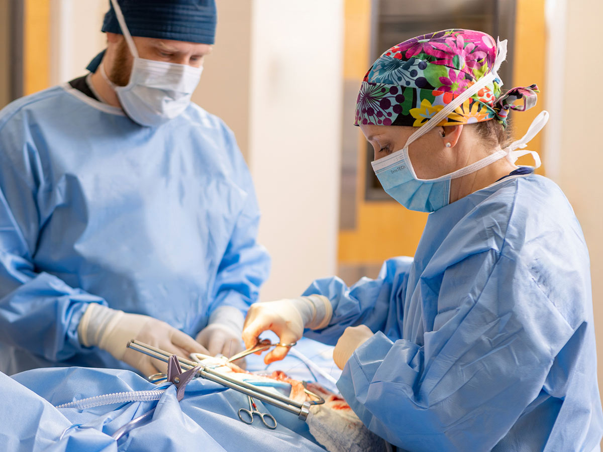 Veterinarian In Central Maryland | Ambulatory Veterinary Surgery